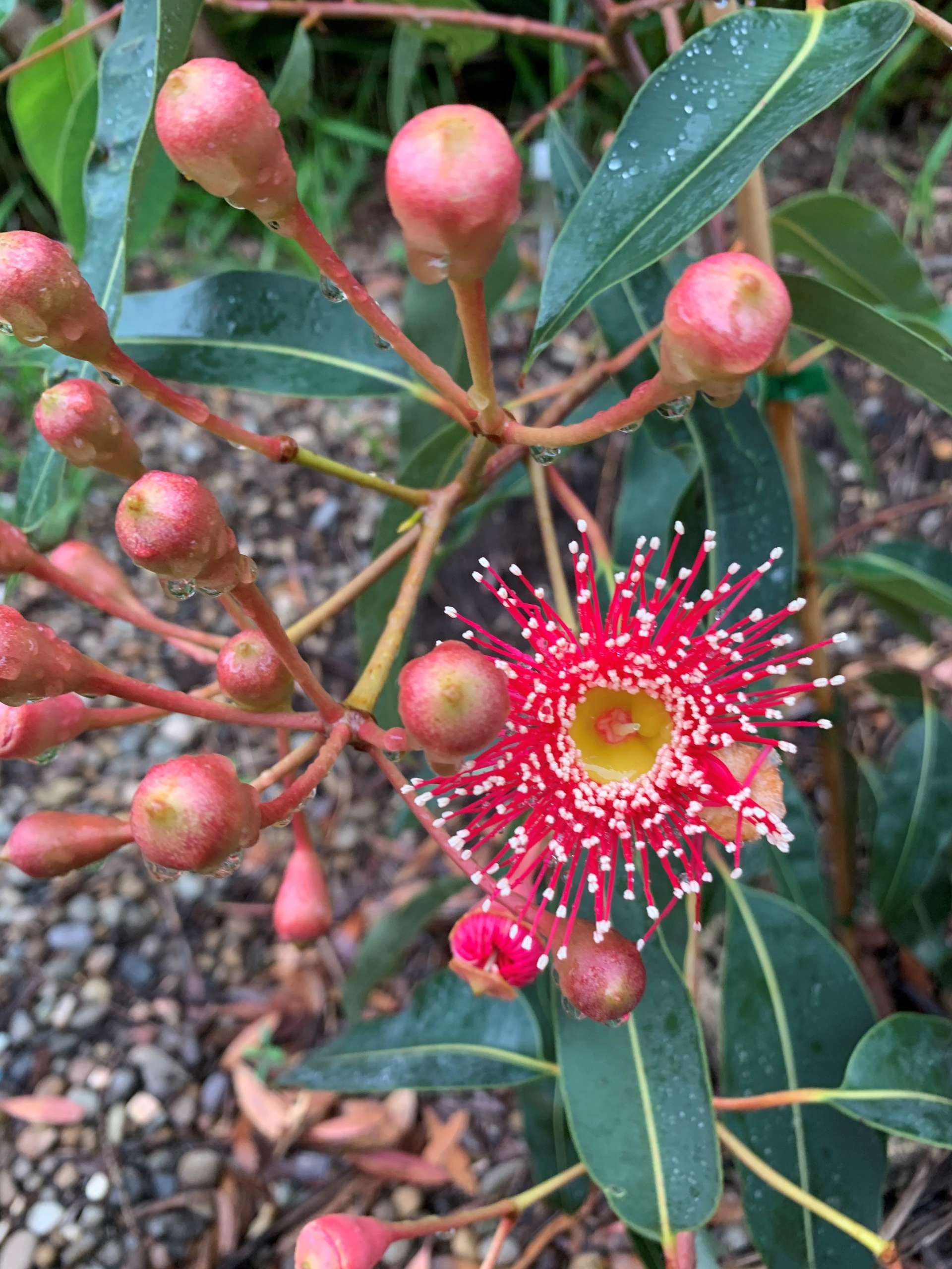 Mindfulness & Pain Explained audio course – Mindfulness & Pain ...