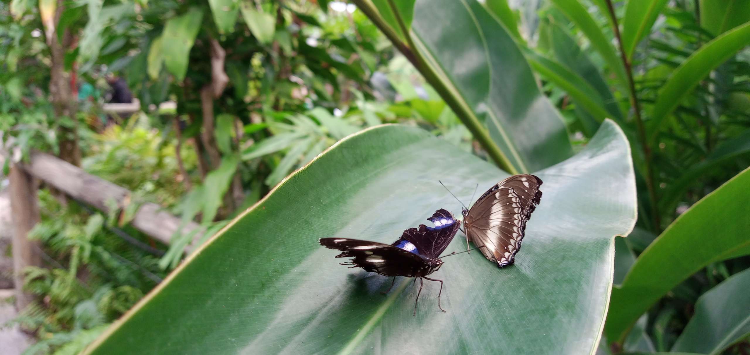 Mindfulness & Pain Explained with Dr. Adele Stewart – Mindfulness and pain courses and resources