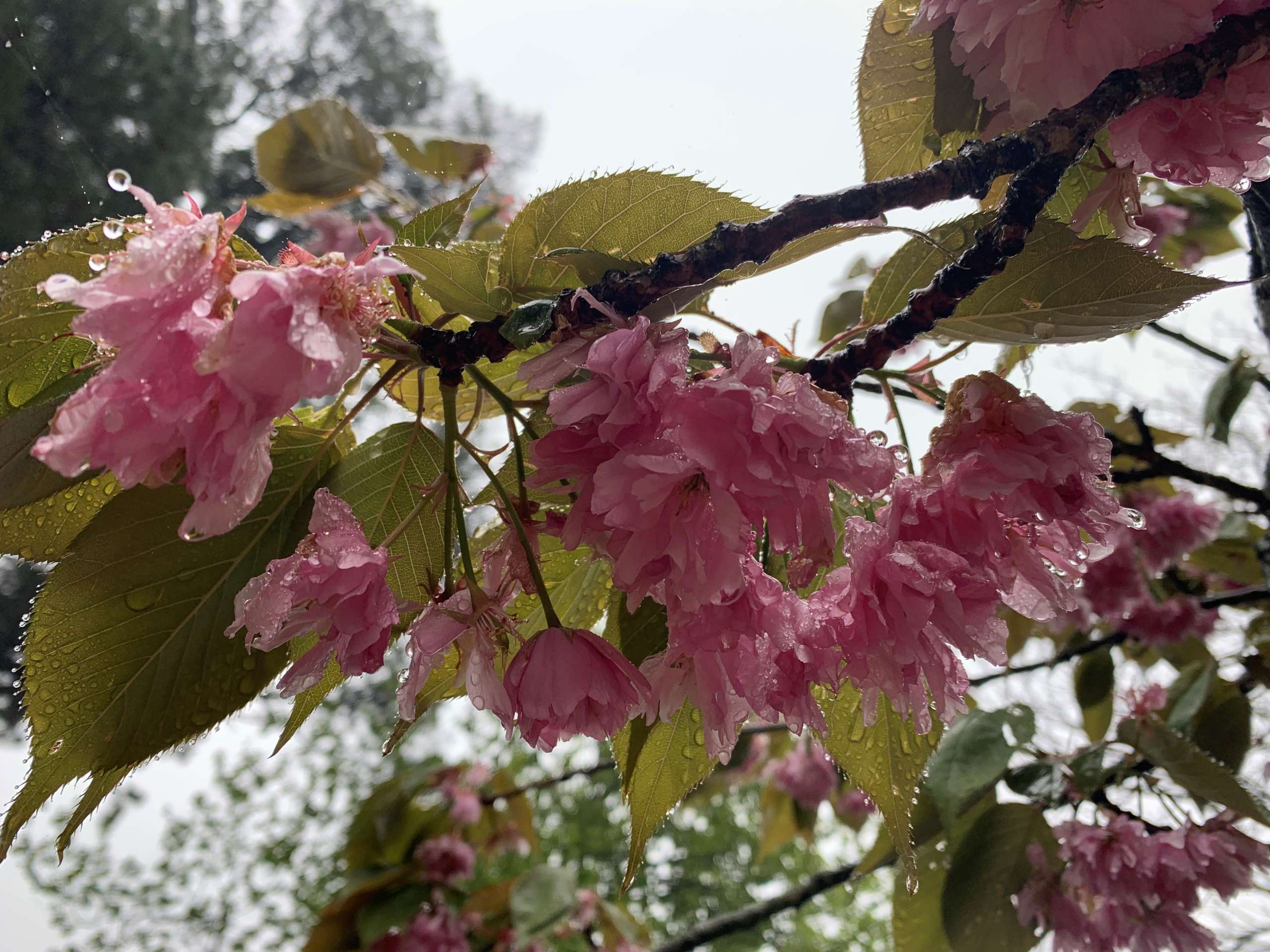 Self Compassion Resources – Mindfulness & Pain Explained with Dr. Adele Stewart