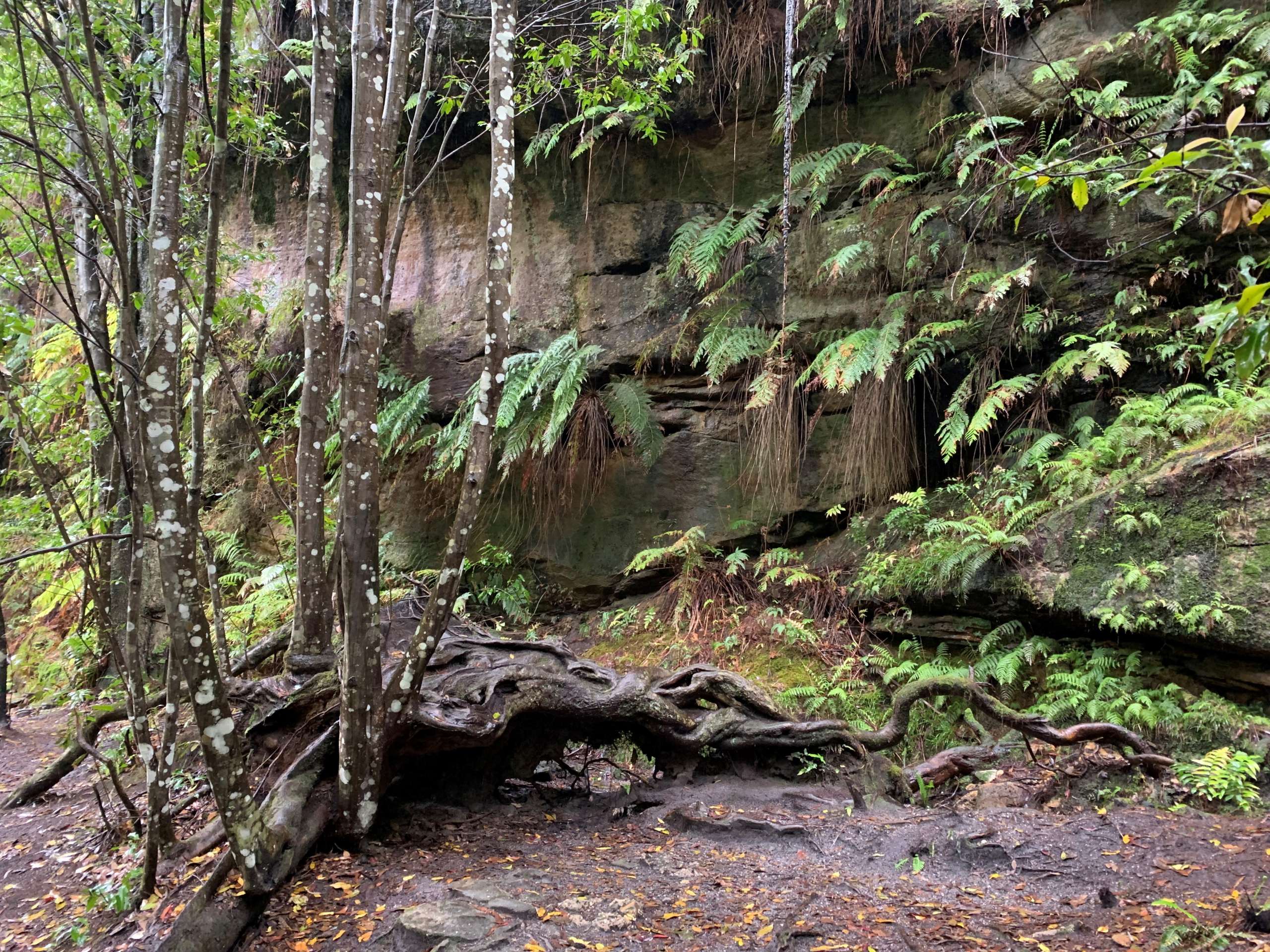 Mindfulness & Pain Explained with Dr. Adele Stewart – Mindfulness and pain courses and resources