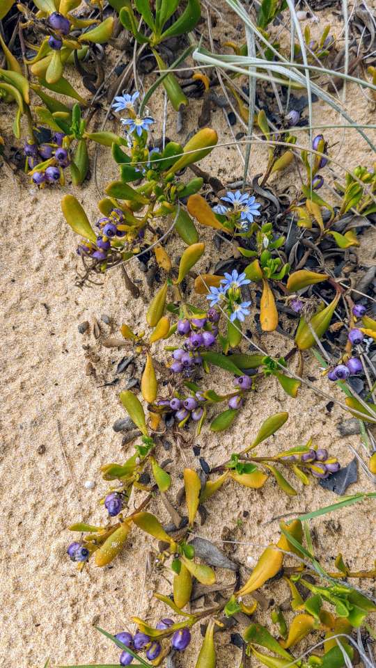 How Emotions Trick the Brain: Prediction, hedonic tone and body budgeting – Mindfulness & Pain ...