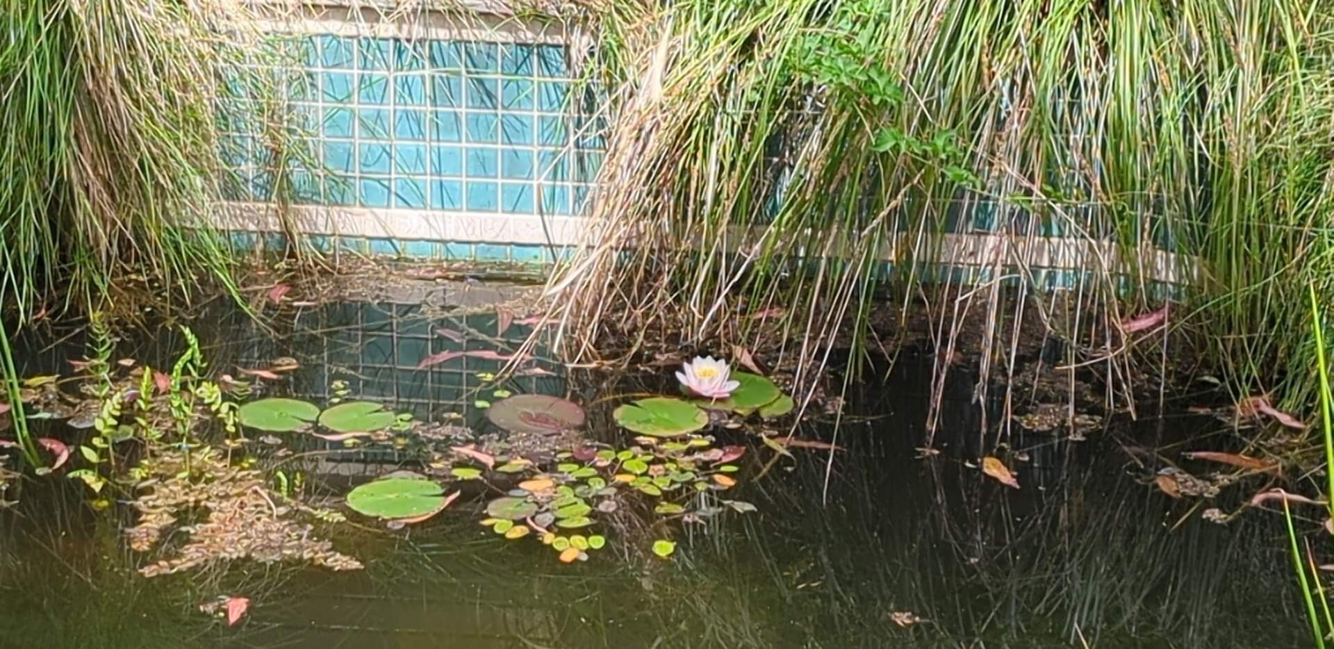 Meditation Resources – Mindfulness & Pain Explained with Dr. Adele Stewart