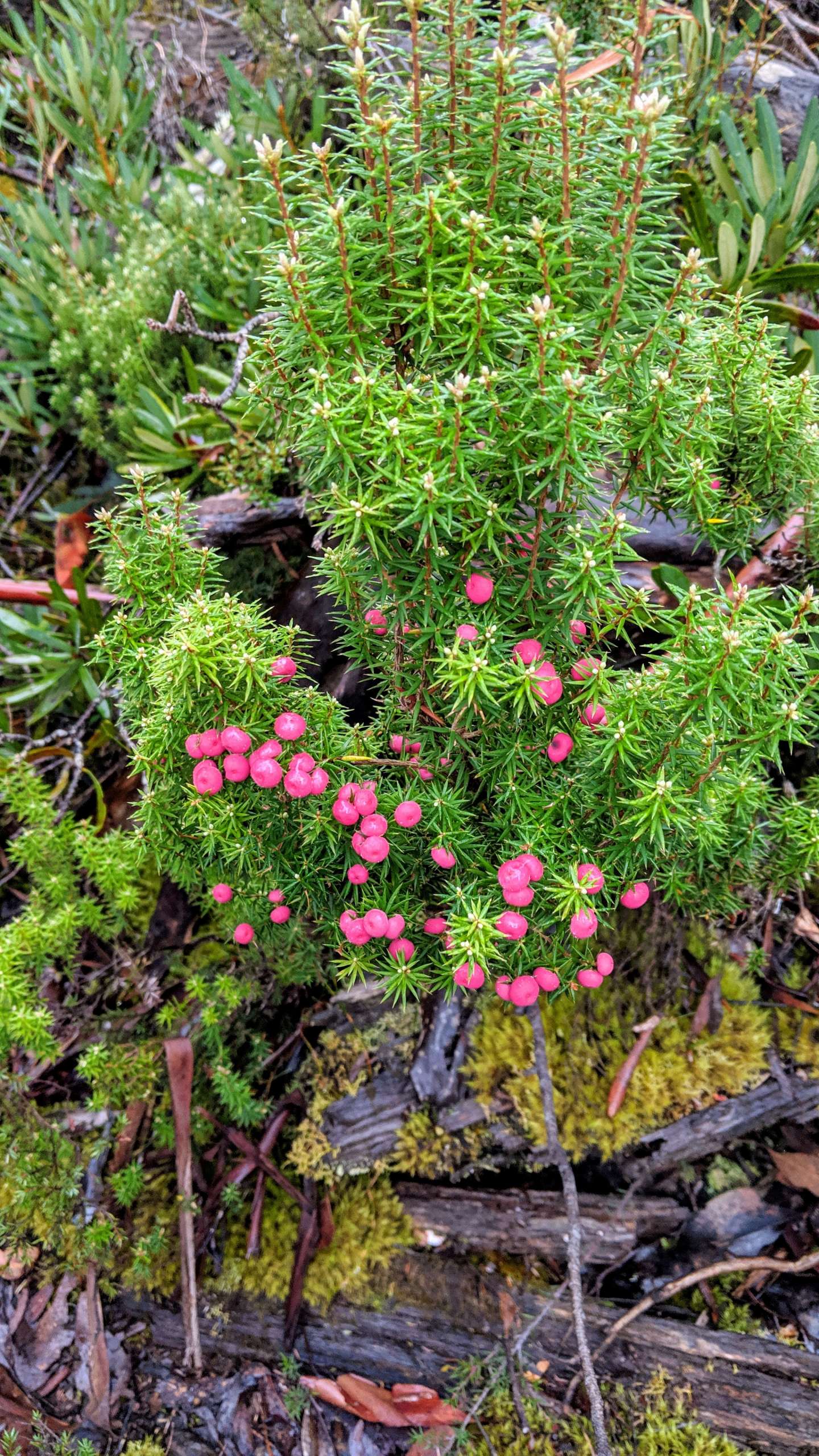 Participant Resources – Mindfulness & Pain Explained