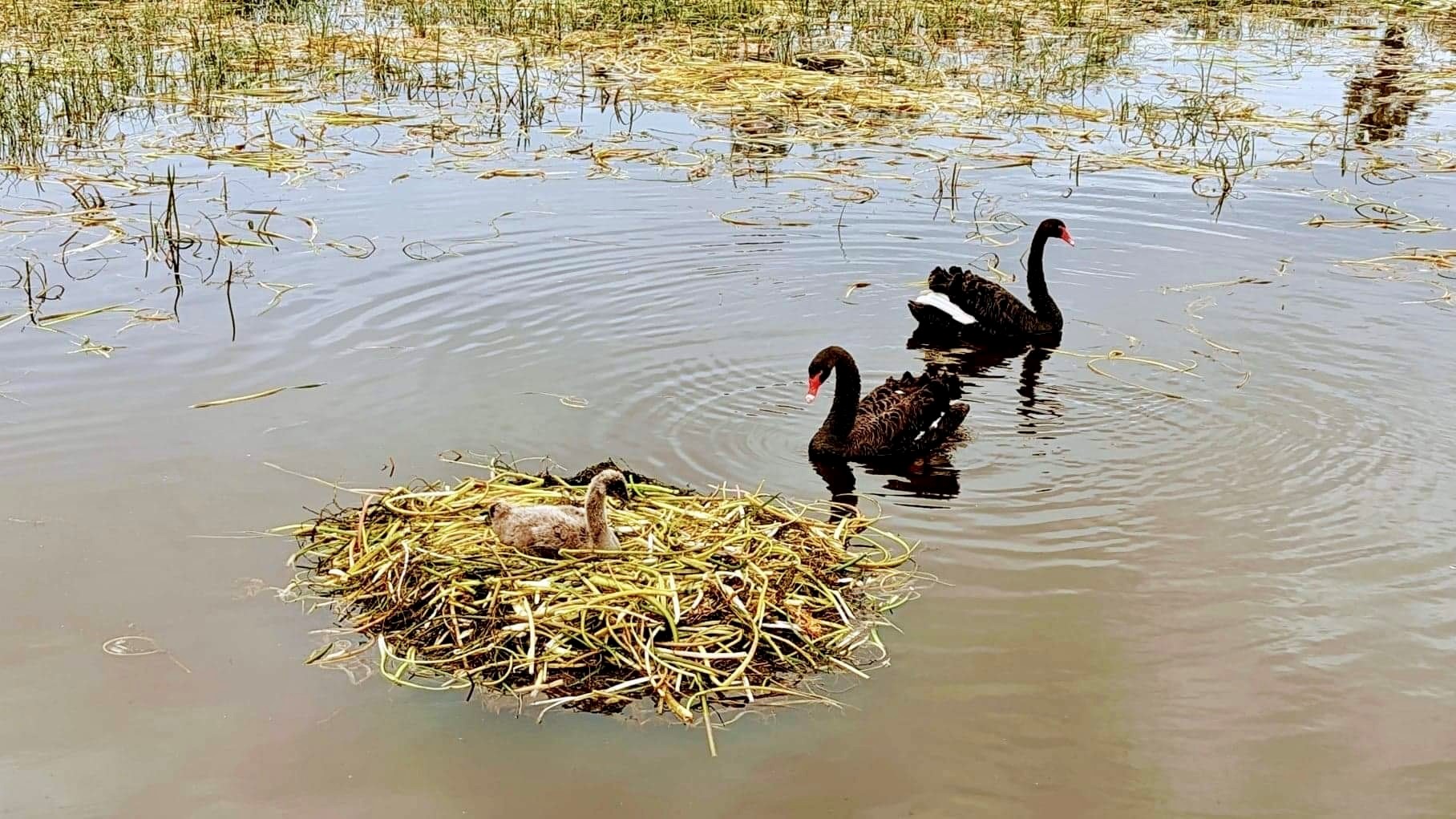 Unpleasant Emotions – Mindfulness & Pain Explained with Dr. Adele Stewart