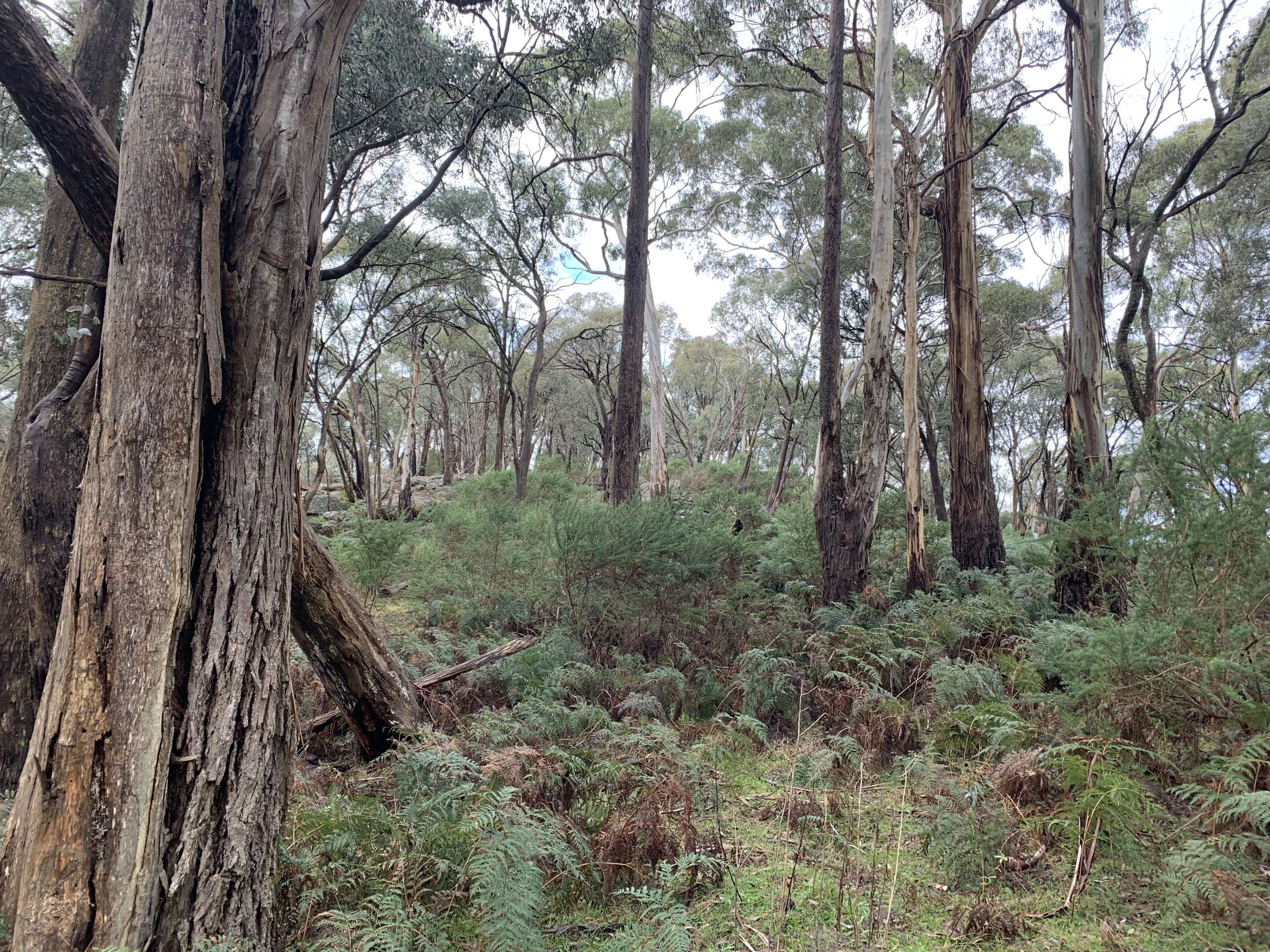 Being Nature Online Book Club Course – Mindfulness & Pain Explained with Dr. Adele Stewart