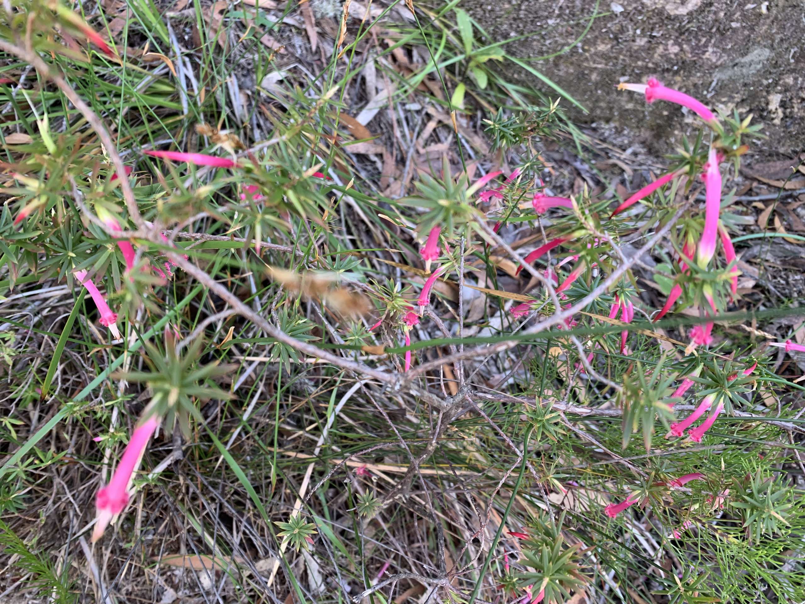 Pain Explained live online course – Mindfulness & Pain Explained with Dr. Adele Stewart