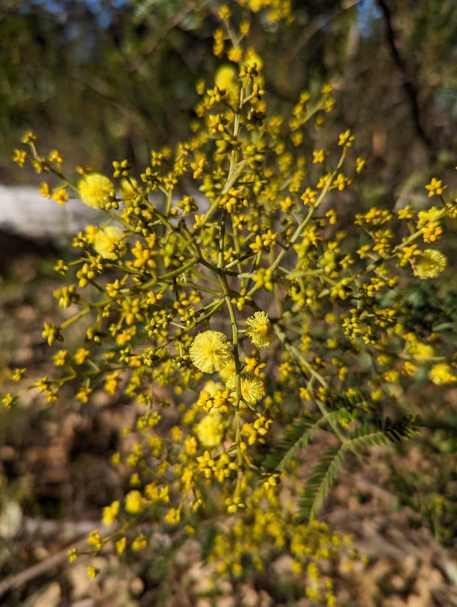 Book Club Courses – Mindfulness & Pain Explained